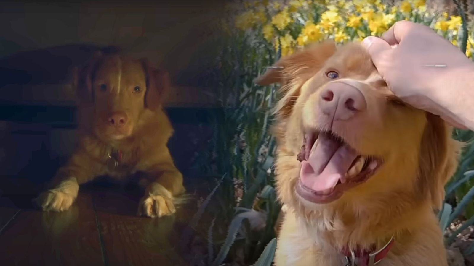 "Good Boy" – najlepszy horror 2025 roku. Film o psie przewyższa "The ...